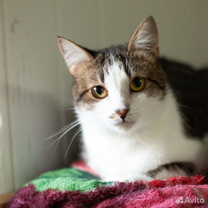 Кот Котти ищет дом