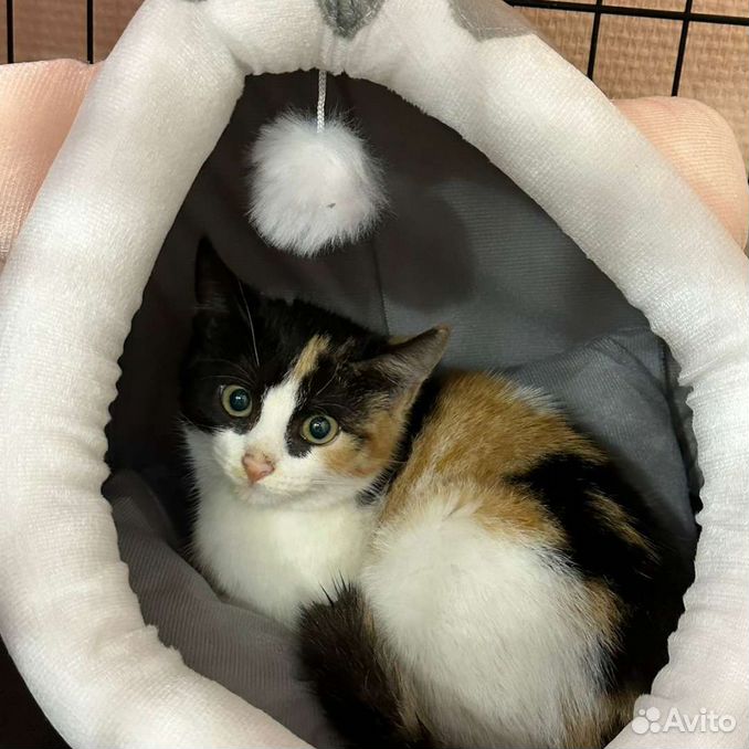 Котенок лемур на счастье