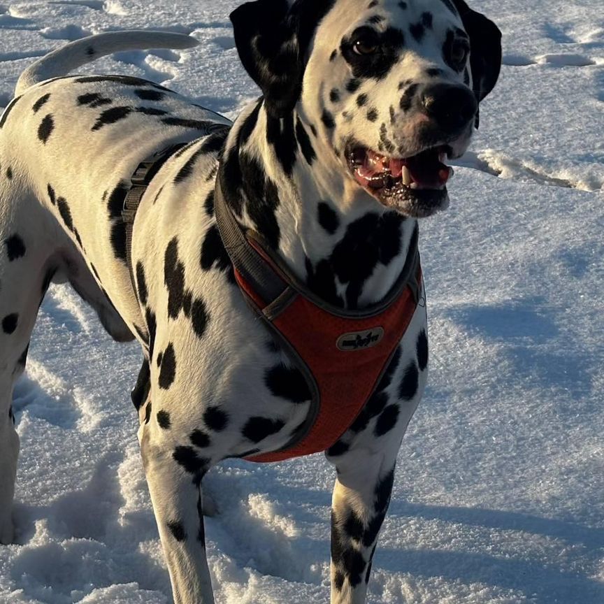 Вязка Долматинец