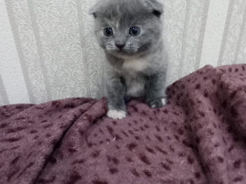 Шотландская