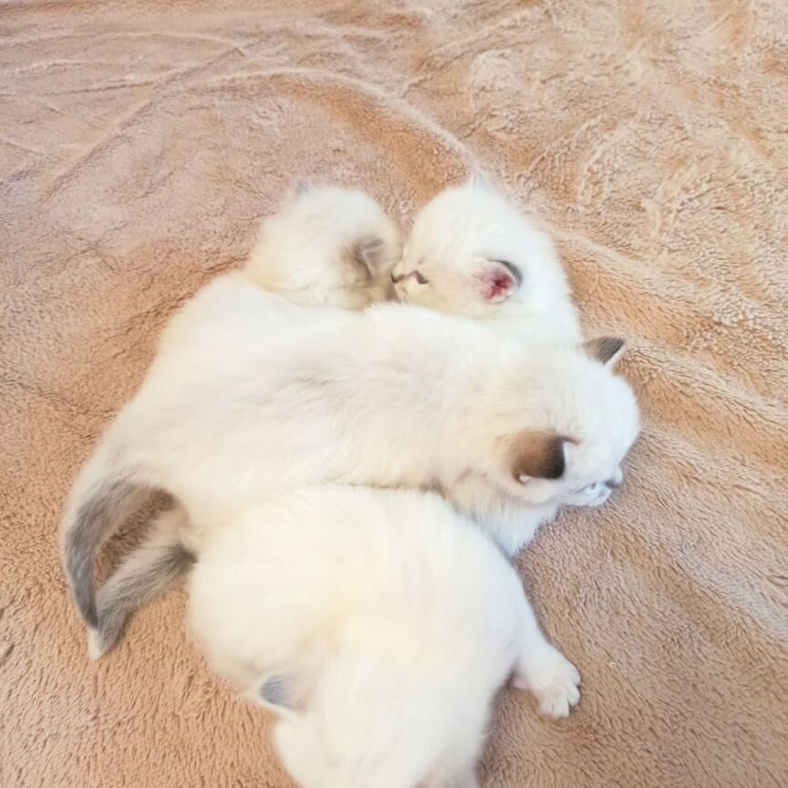Невские маскарадные котята