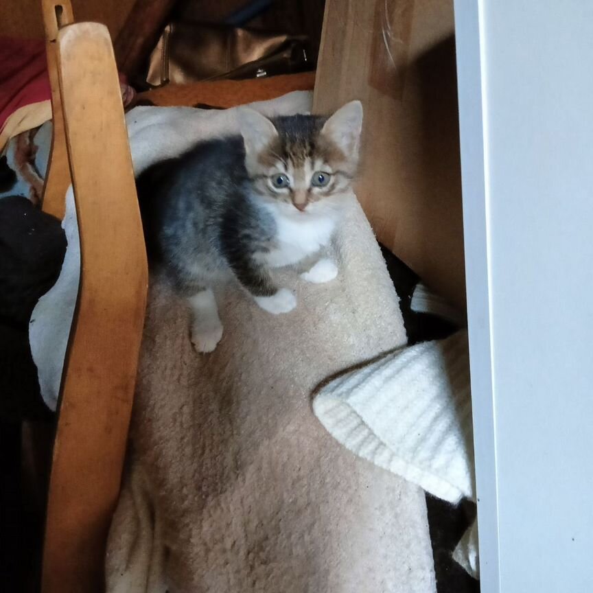 Отдам в добрые руки кошечку