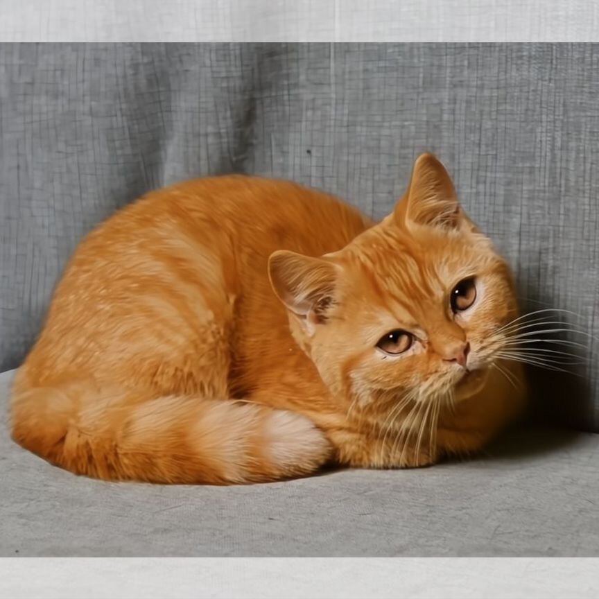 Британский короткошёрстный котёнок