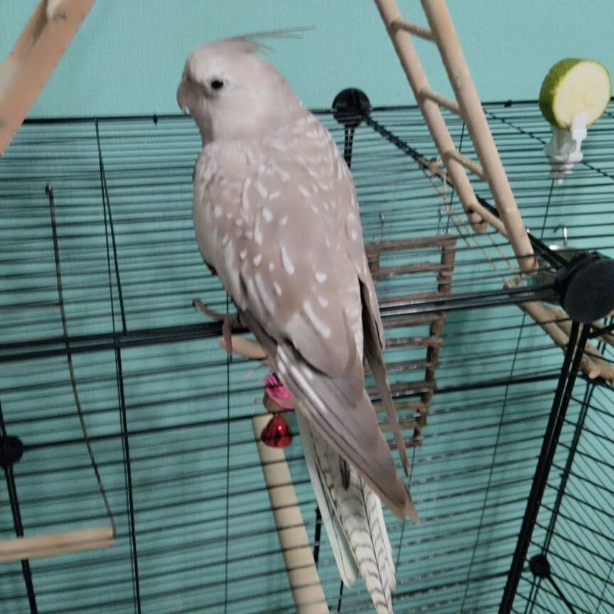 Попугай карелла самка