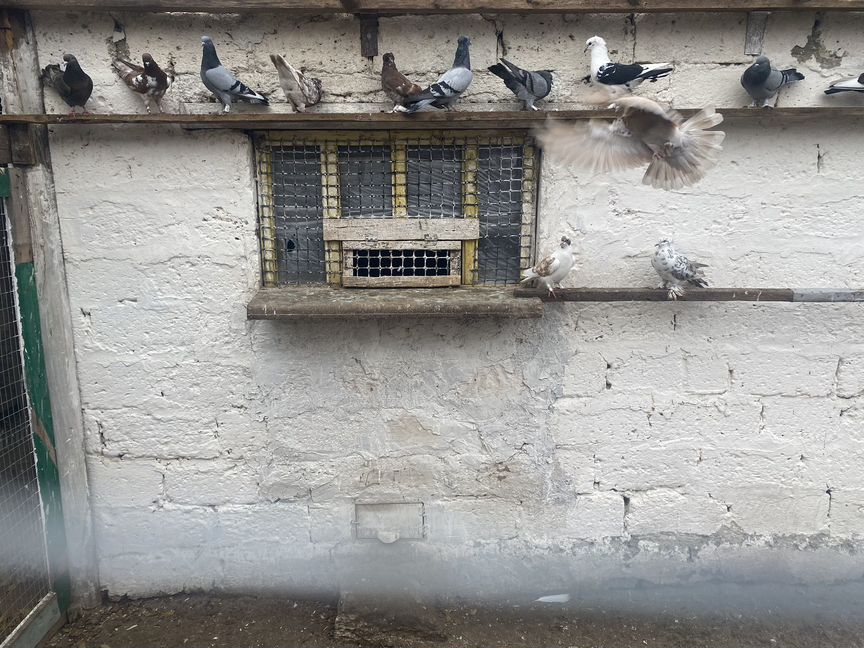 Продажа голубей