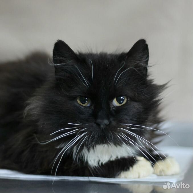 Красавчик котик Валет ищет дом