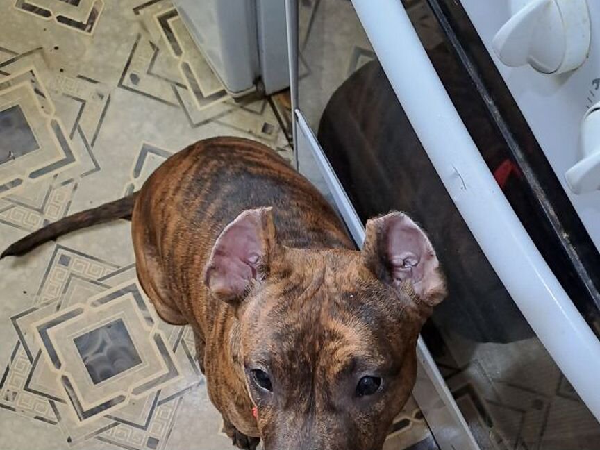 Продам стафф-пит