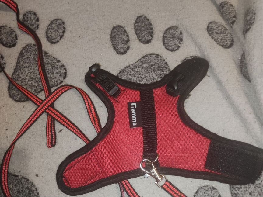 Шлейка для крыс