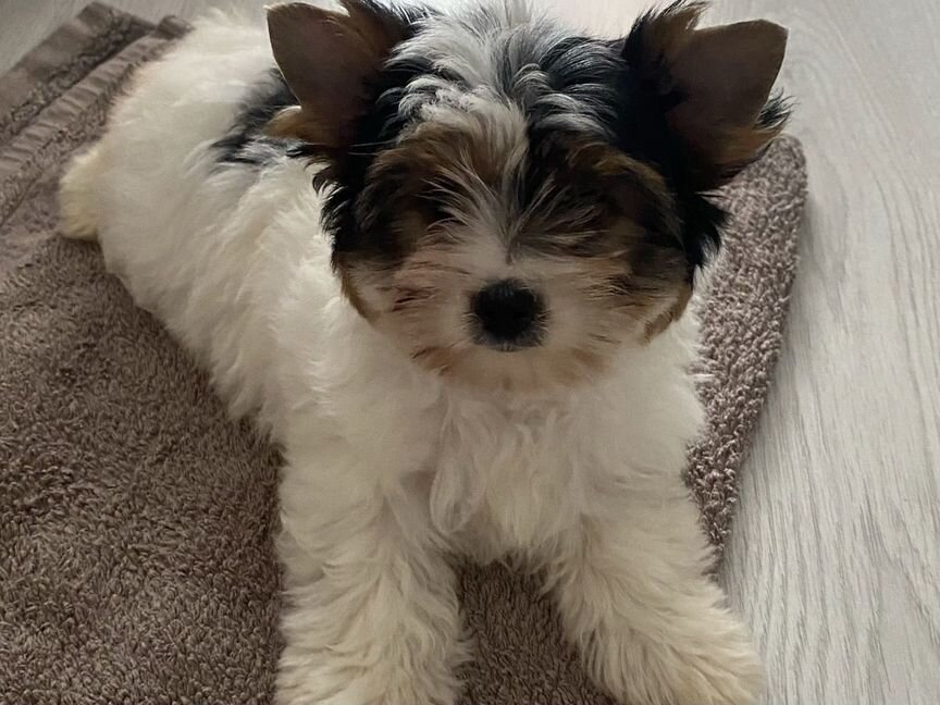 Бивер йорк девочка