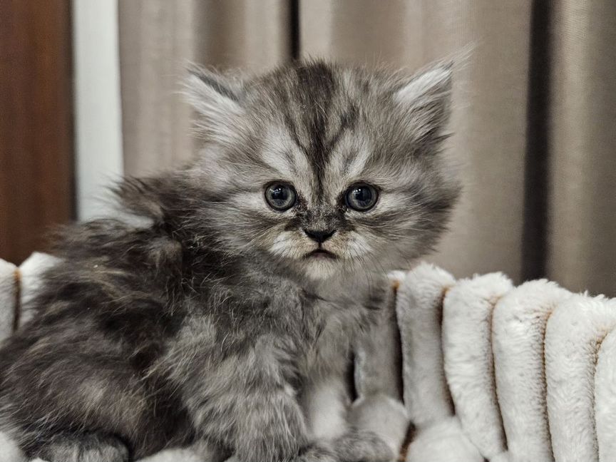 Котята Персидские Хайленд