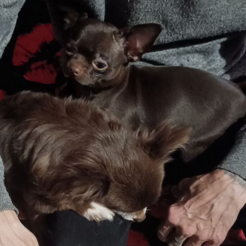 Вязка кобель шоколадный мини 1,8кг