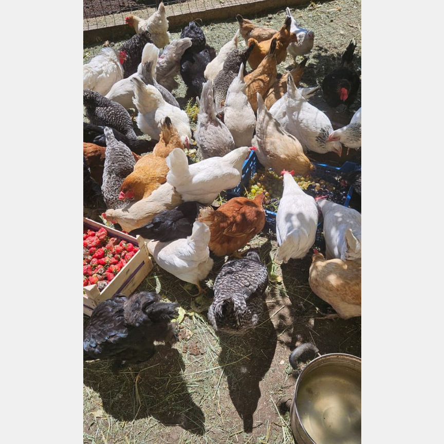 Курицы несушки домашние