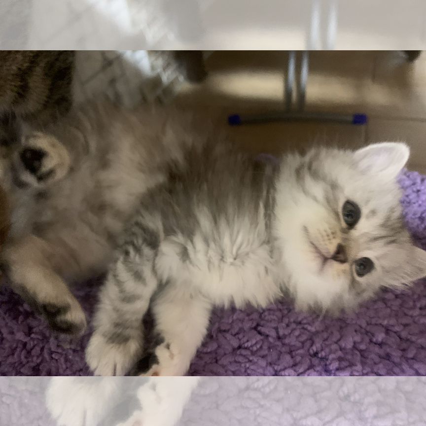 Котёнок в добрые руки