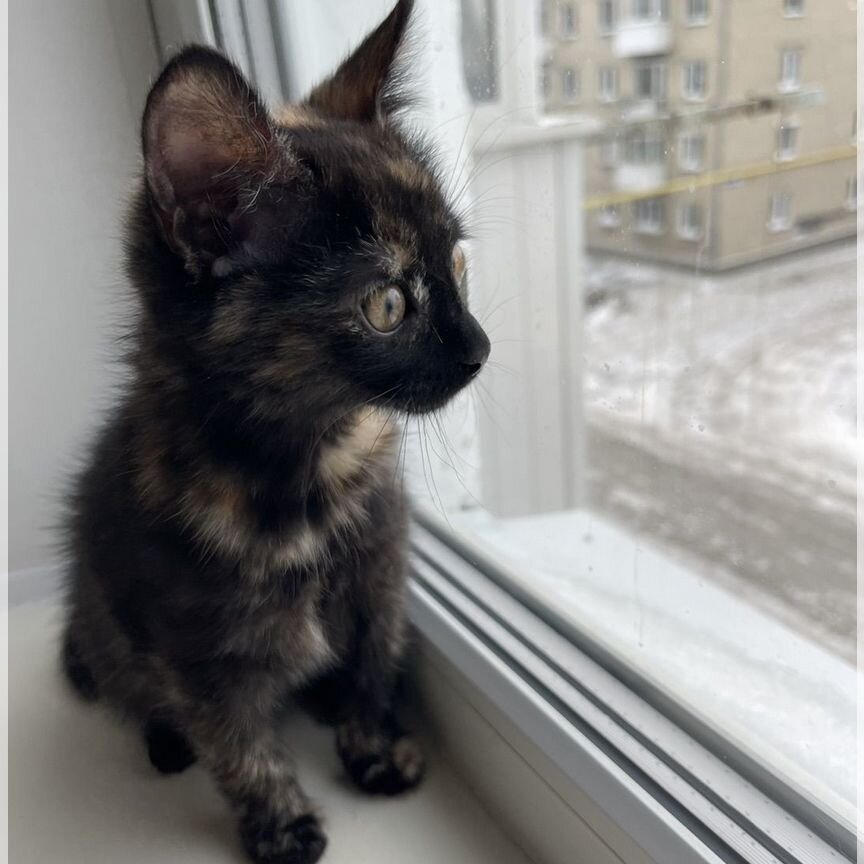 Котенок девочка 2 месяца