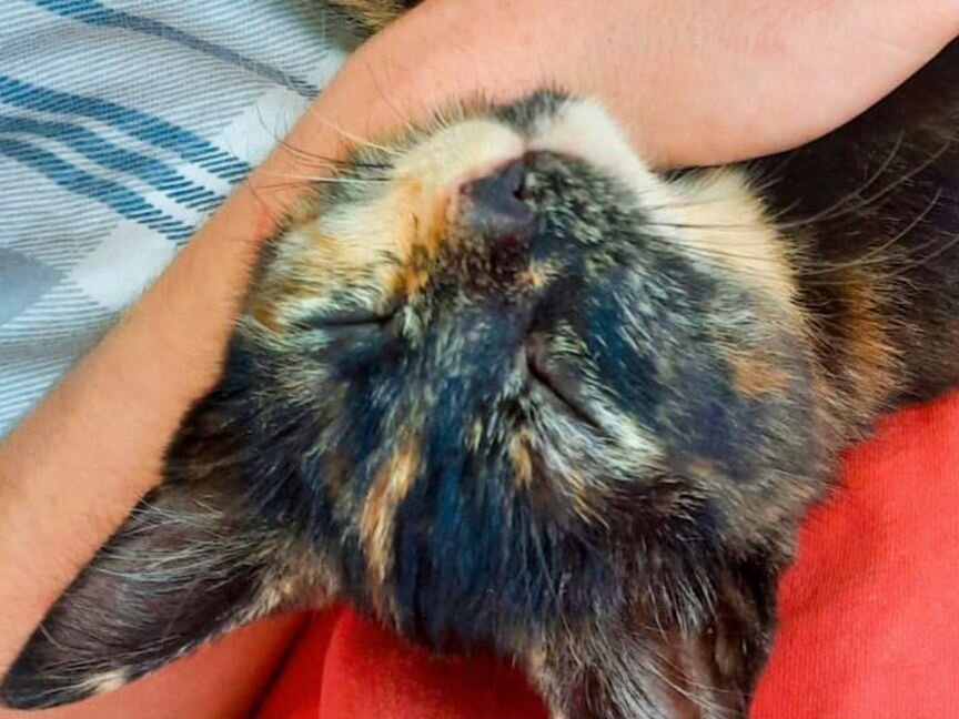 Котята ищут дом