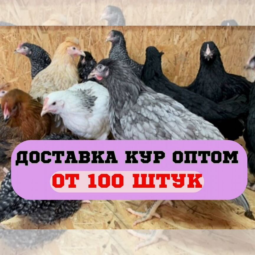 Куры несушки молодки только опт От 100шт