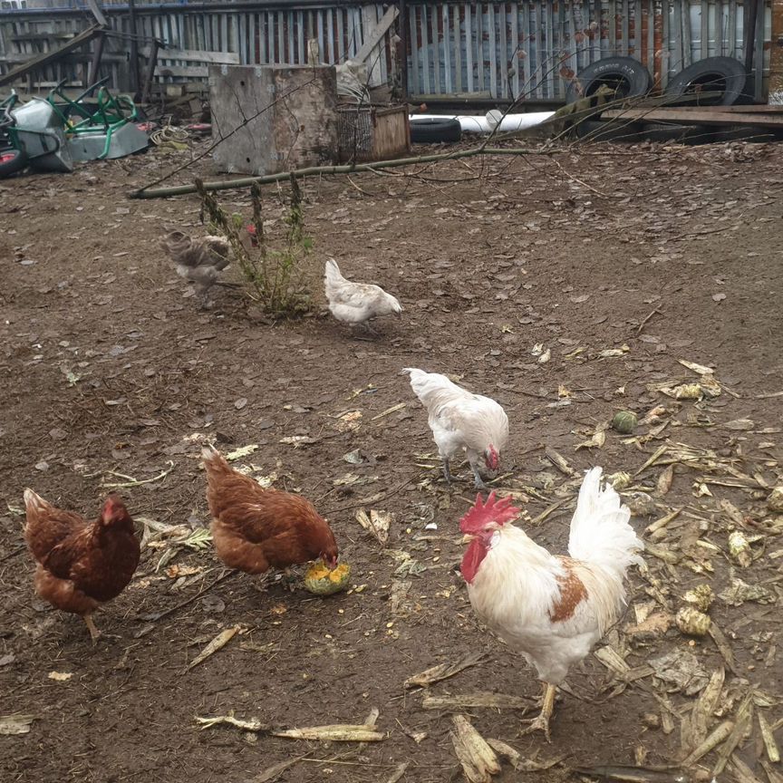 Молодые петухи