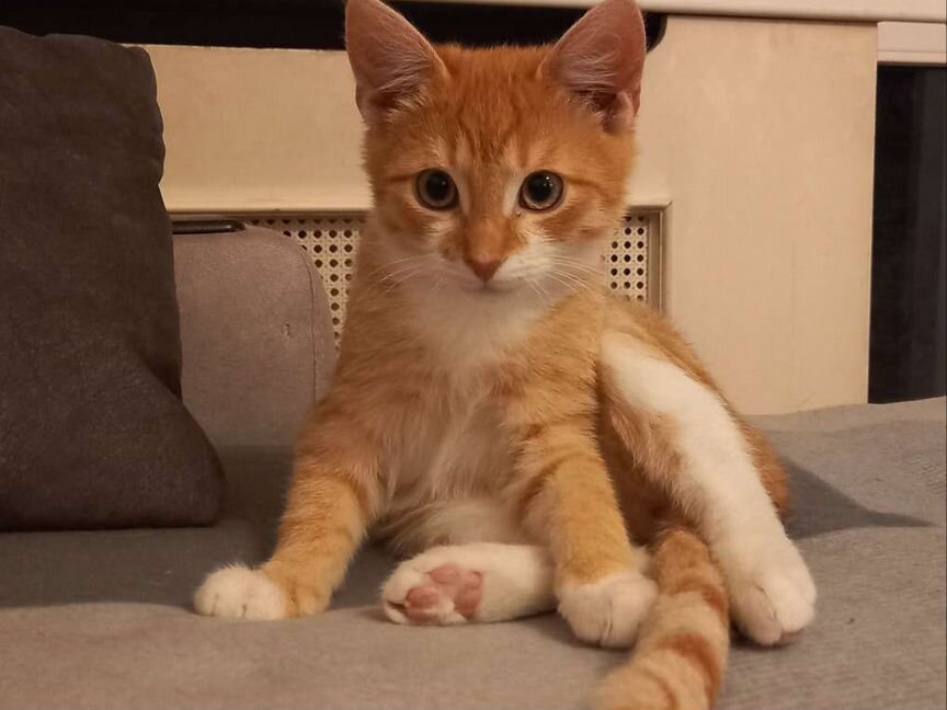 Рыжий котенок
