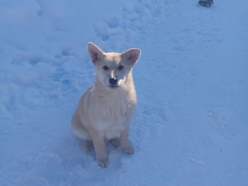 Щенок в добрые руки