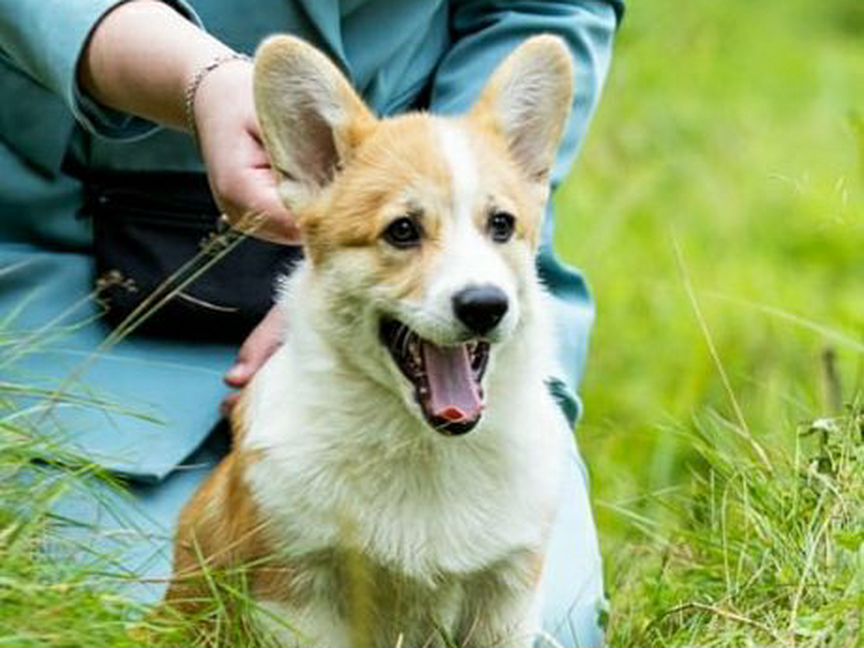 Очень перспективный щенок пемброка