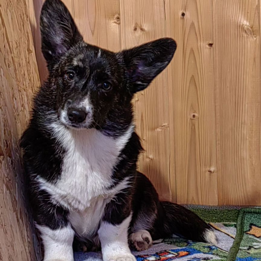 Девочка триколор с тигровым подпалом