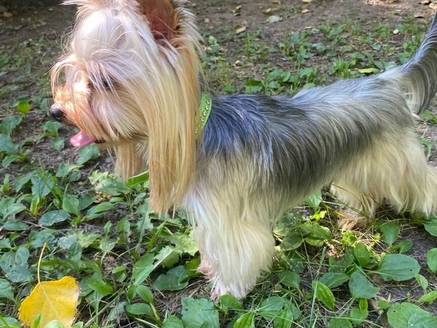 Йоркширский терьер вязка мальчик