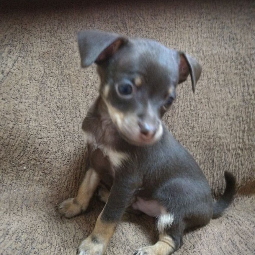 Мини той-терьер