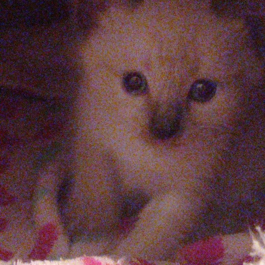 Тайские котята
