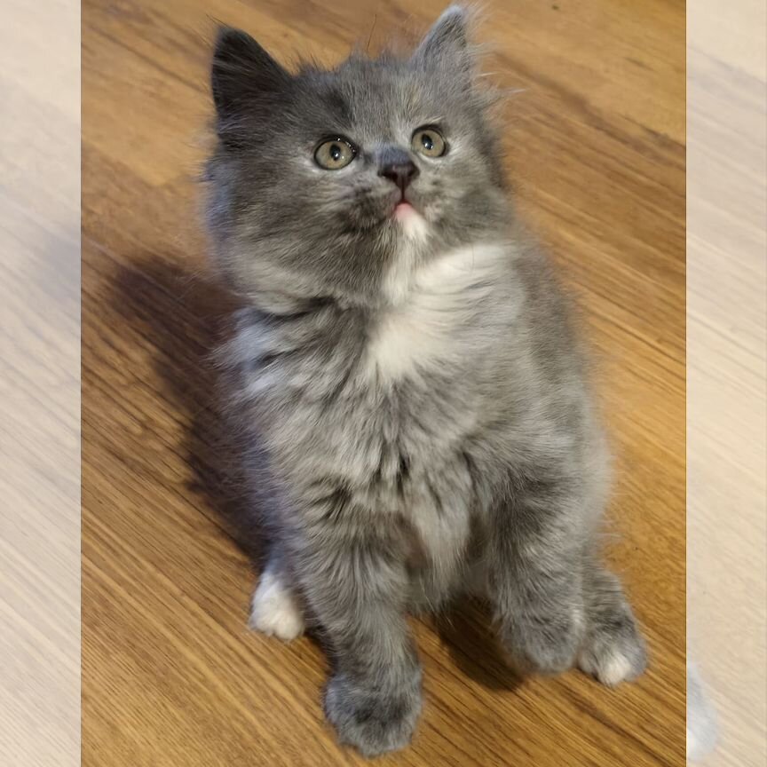 Сибирский котёнок