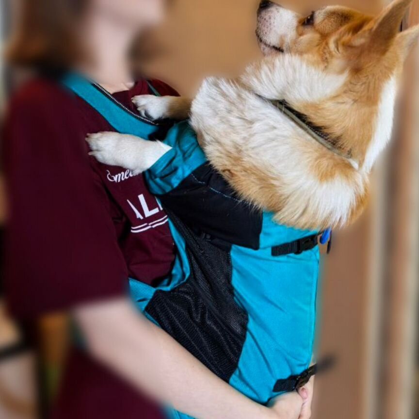 Переноска рюкзак для собак