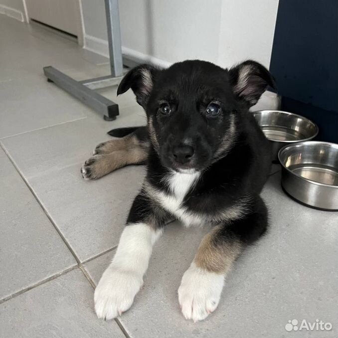 Щеночек ищет семью