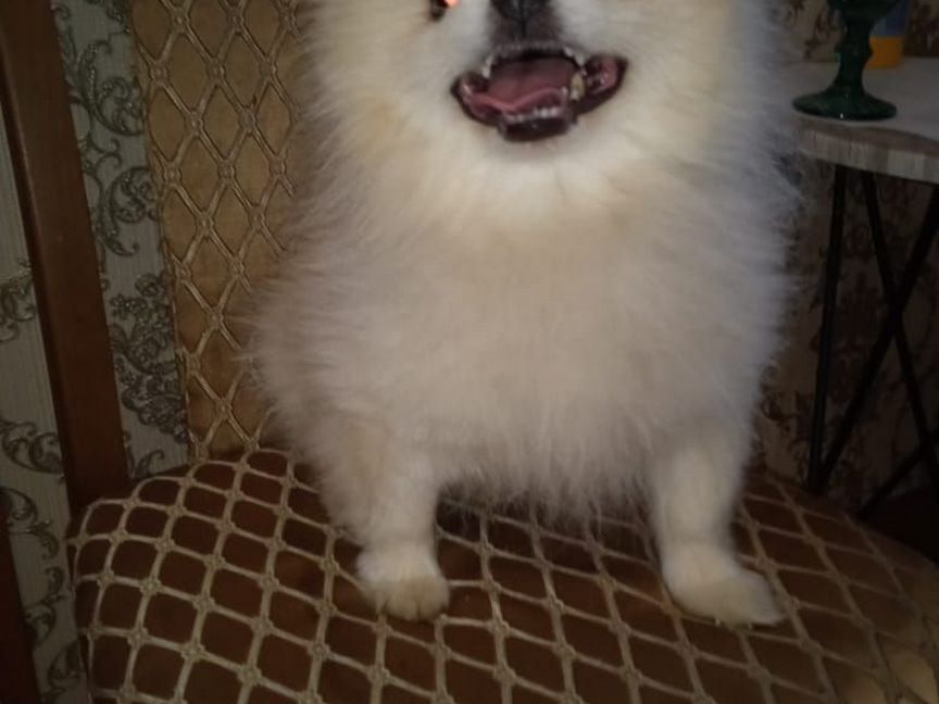 Случка собаки