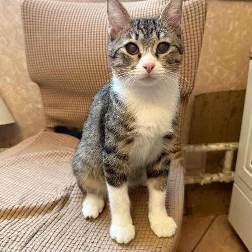 Котёнок в добрые руки