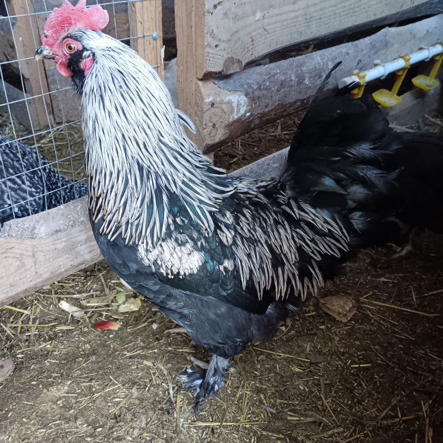 Молодые петушки брама