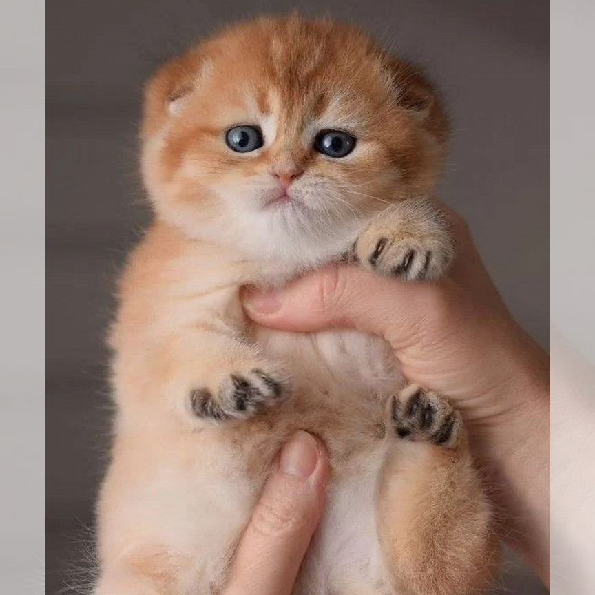 Шотландский вислоухий короткошёрстный котёнок