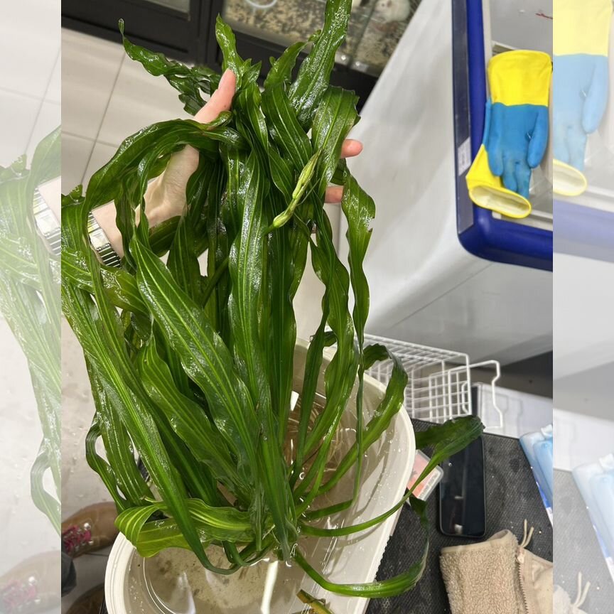 Аквариумное растение эхинодорус