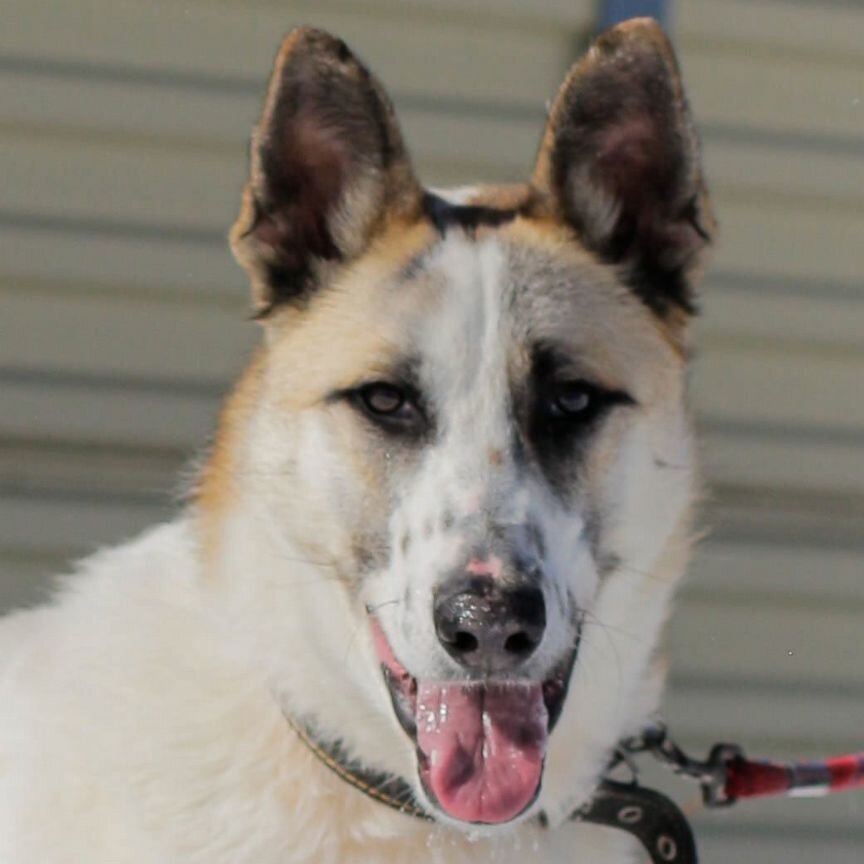 Взрослый пёс в добрые руки