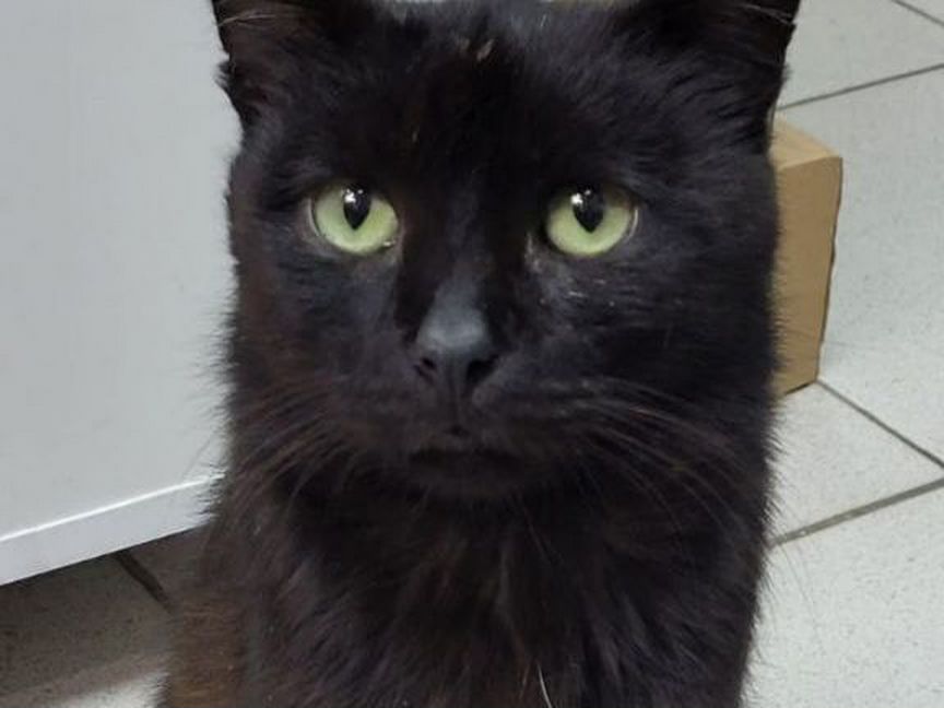 Кастрированный котик ищет дом или передержку