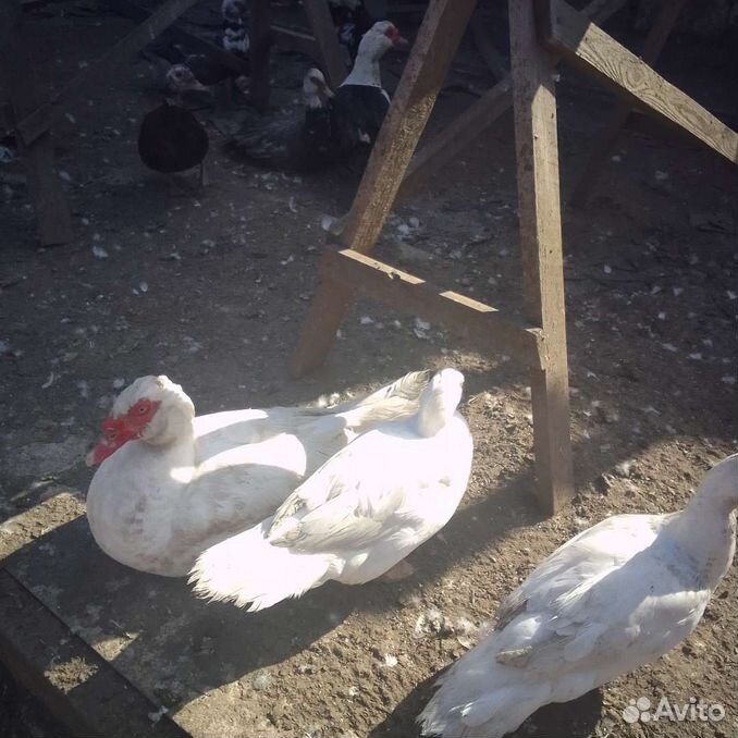 Мускусные утки на развод