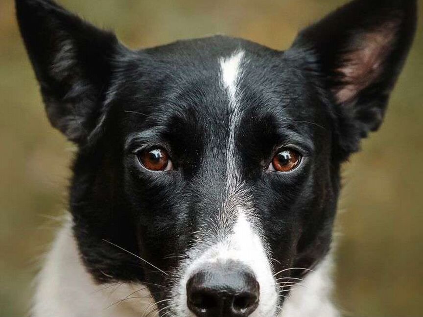 Собака в добрые руки отдам бесплатно