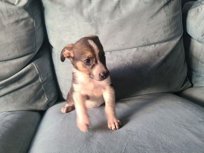 Малыш из отлова ищет дом