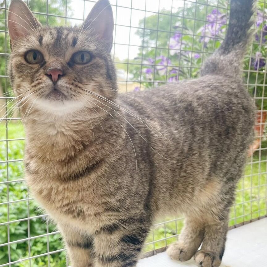 Ласковая кошка