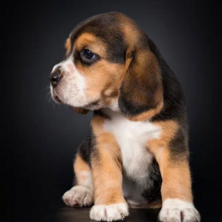 Щенки бигль