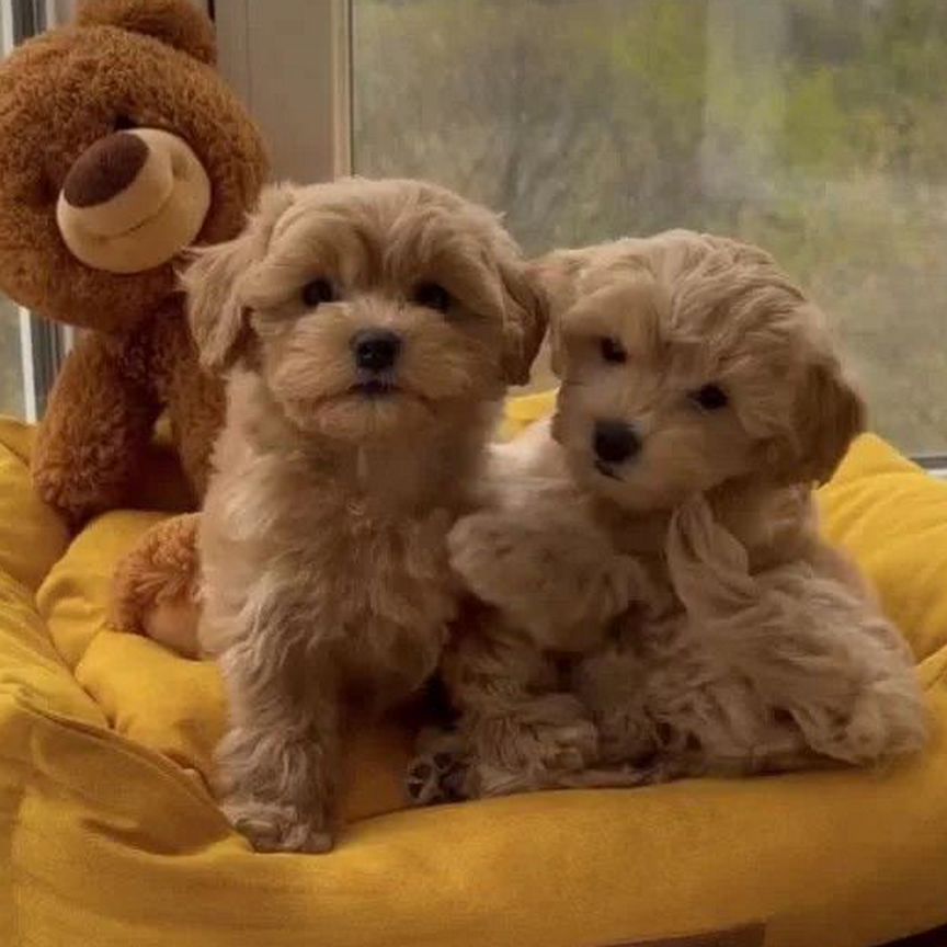 Мальтипу, щенок