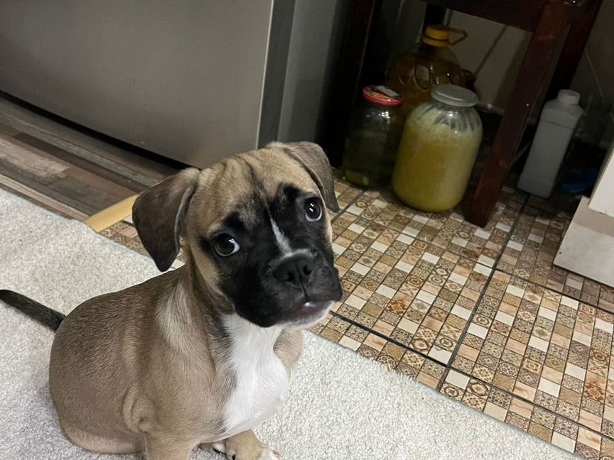 Французский бульдог