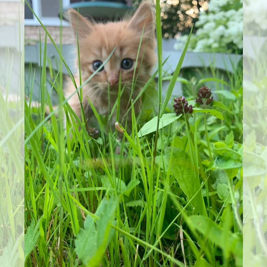 Котята