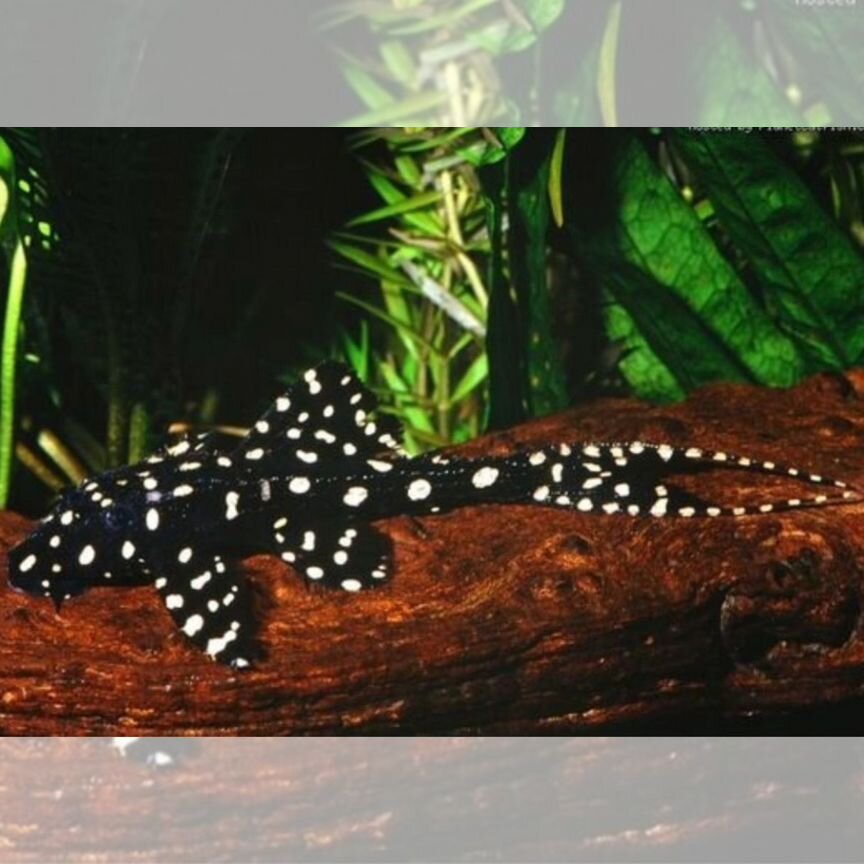 Номерные сомы l