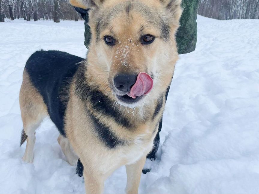 Красавчик Джем ищет дом