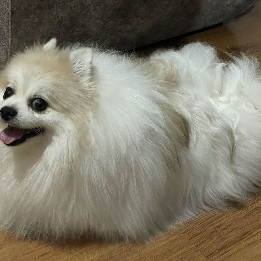 Немецкий шпиц