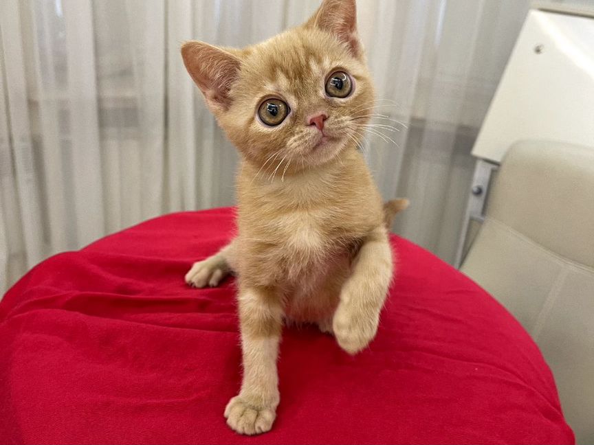 Рыжий Британец